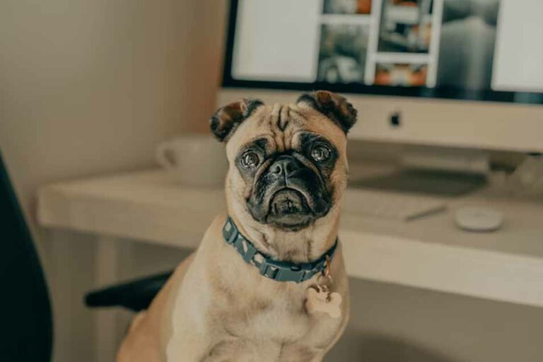 The Benefits of Bringing Your Dog to Work - Pet Friendly House